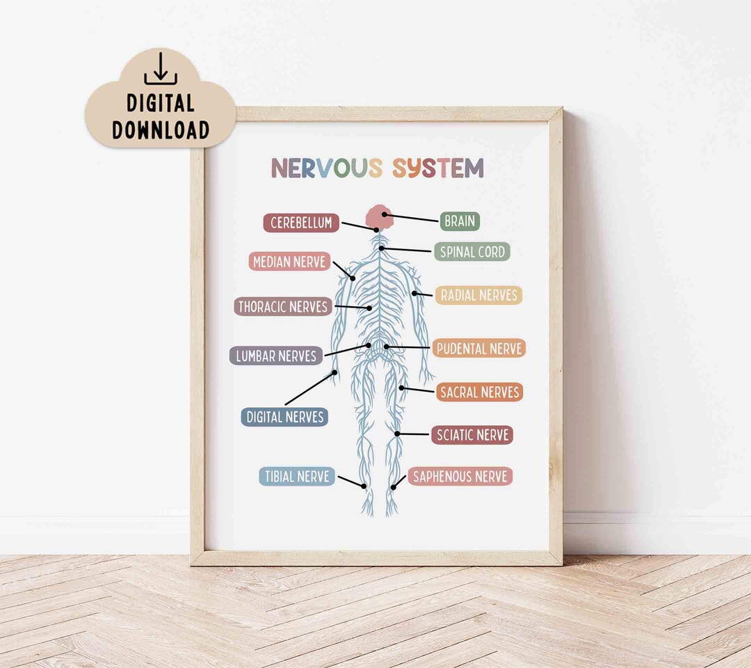 Nervous System Educational Printable Poster (digital Download ...