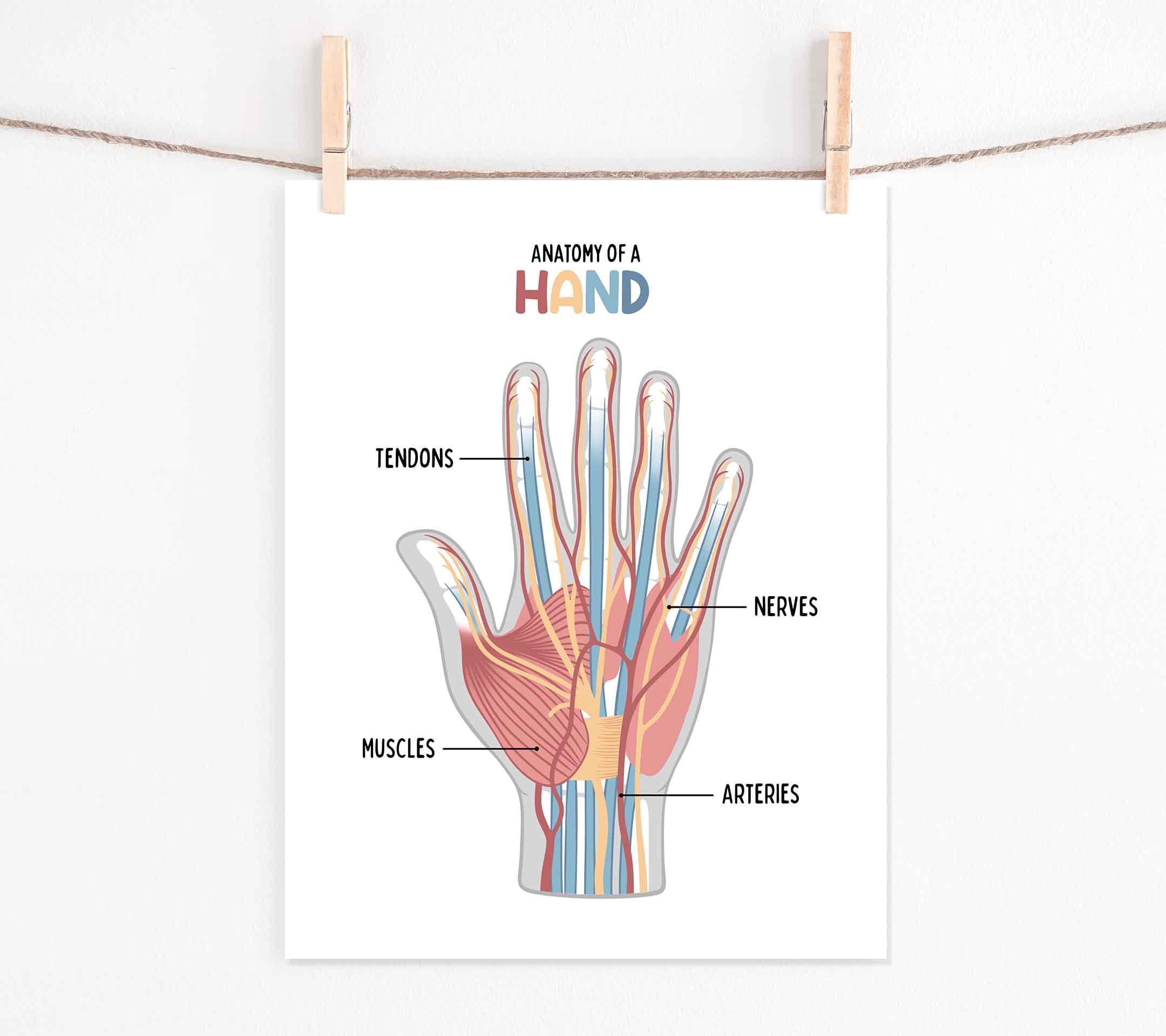 Anatomy of the Hand Printable Poster (digital Download) Hand Anatomy ...