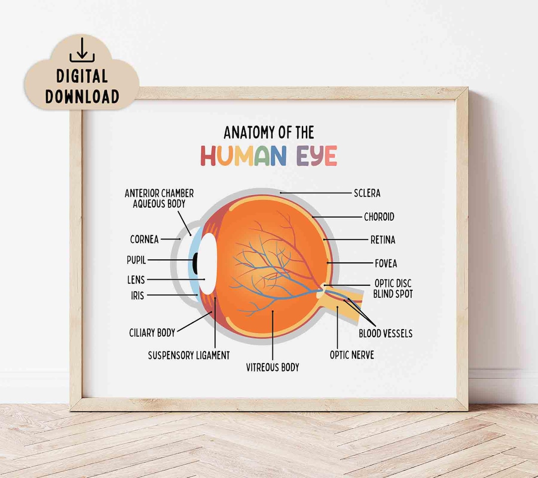 Anatomy of the Human Eye Poster for Kids, BRIGHT Colors (digital ...
