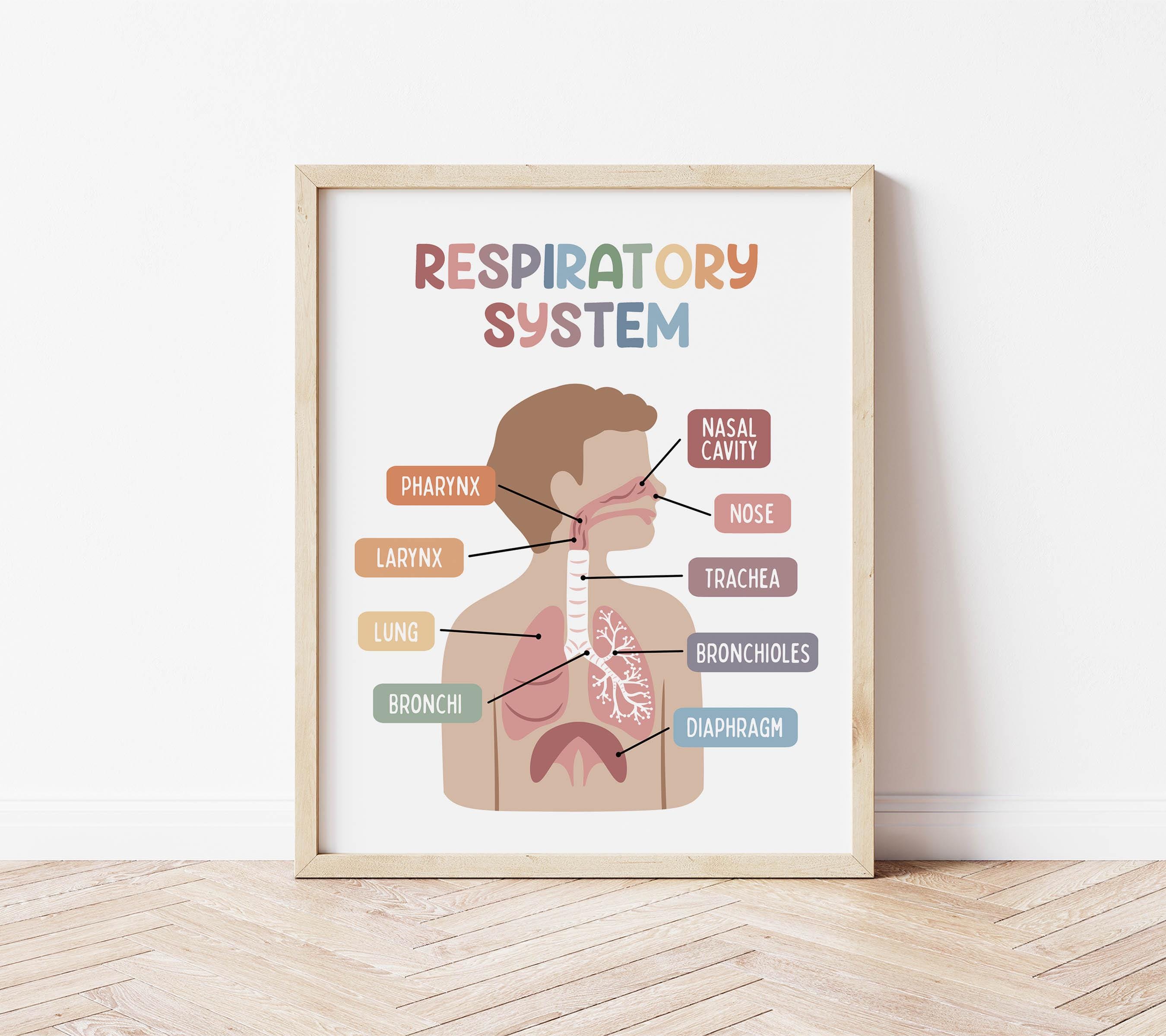Human Body Set of 4 Educational Posters | Homeschool Wall Art | Medical ...