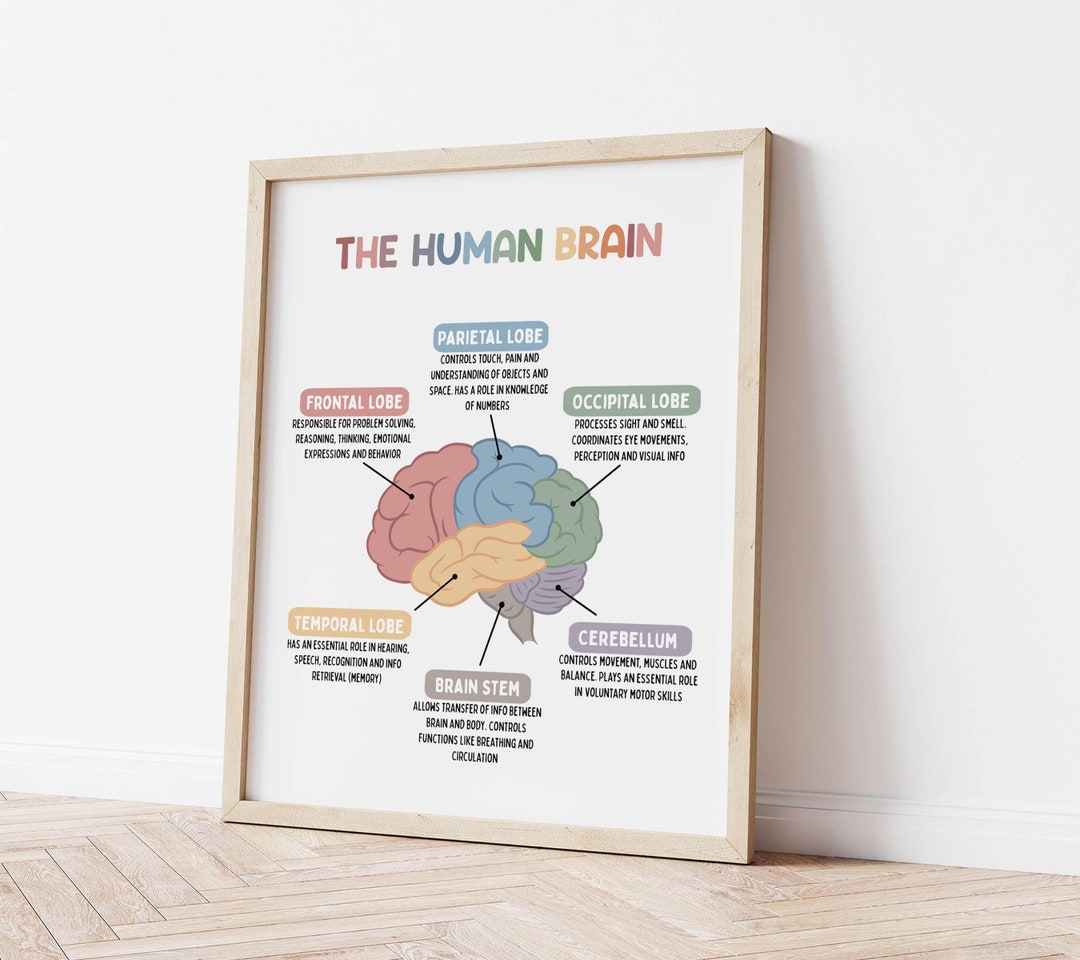 Human Brain Educational Poster | Homeschool Wall Art | Medical Print ...