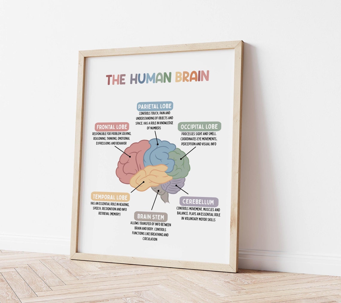 Human Brain Educational Poster | Homeschool Wall Art | Medical Print ...