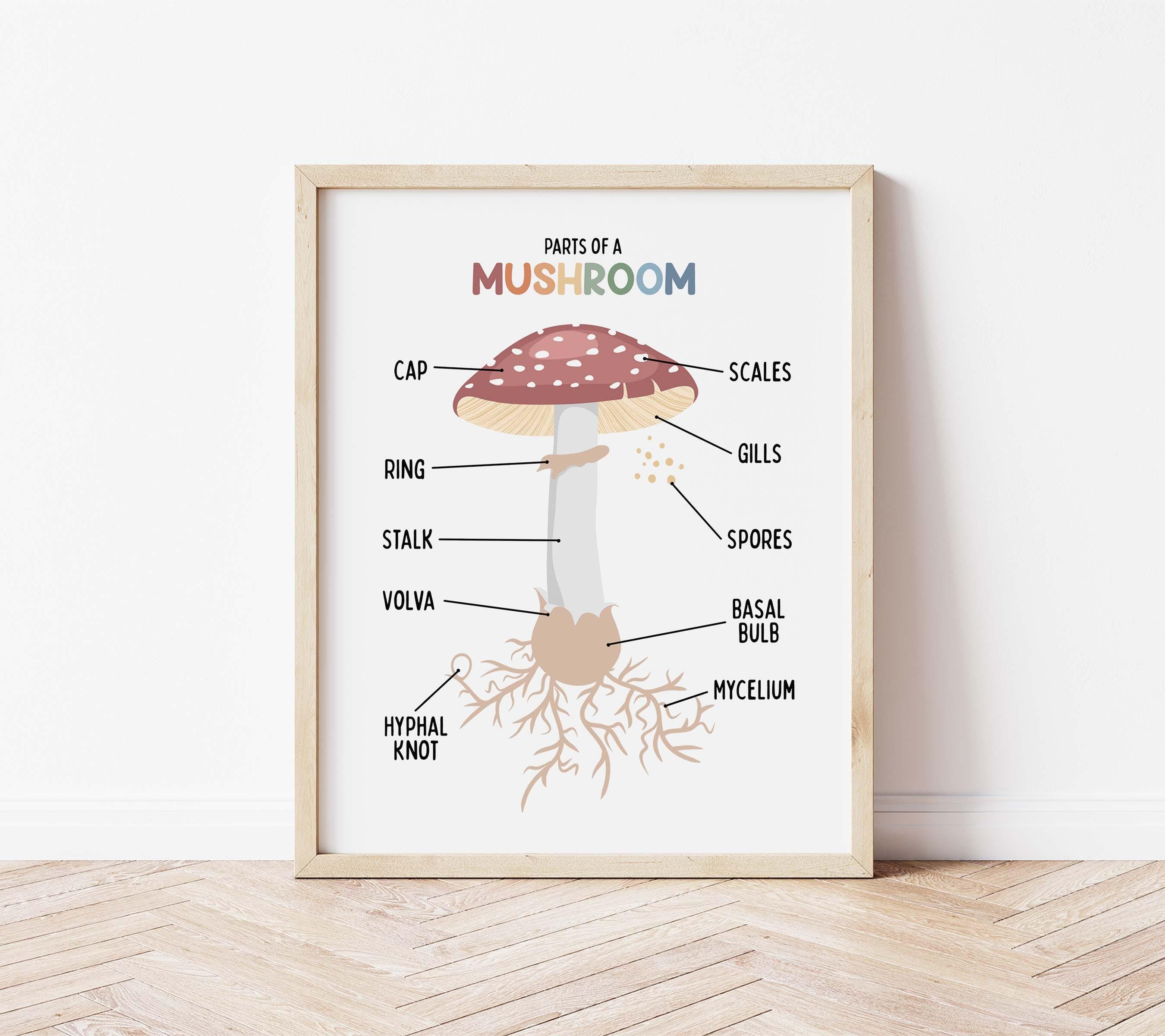 Parts of a Mushroom Poster for Kids (digital Download) Classroom Botany ...