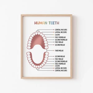Human Teeth Poster for Kids | Classroom | Medical Print | Educational ...
