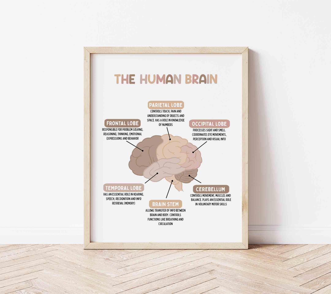 Human Brain Educational Poster BOHO, Homeschool Wall Art, Medical Print ...