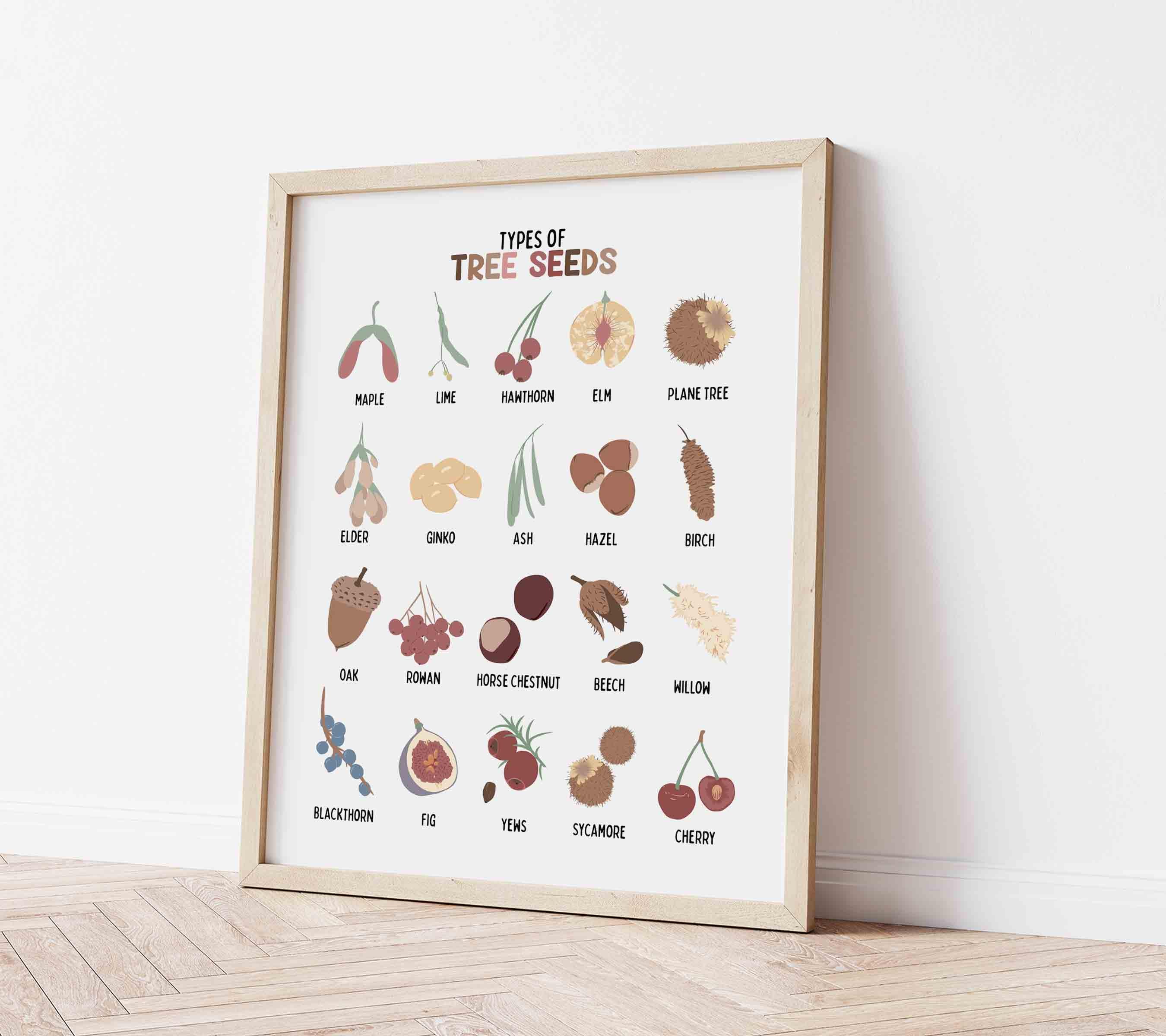 Types of Tree Seeds for Kids (digital Download) Classroom Decor, Botany ...