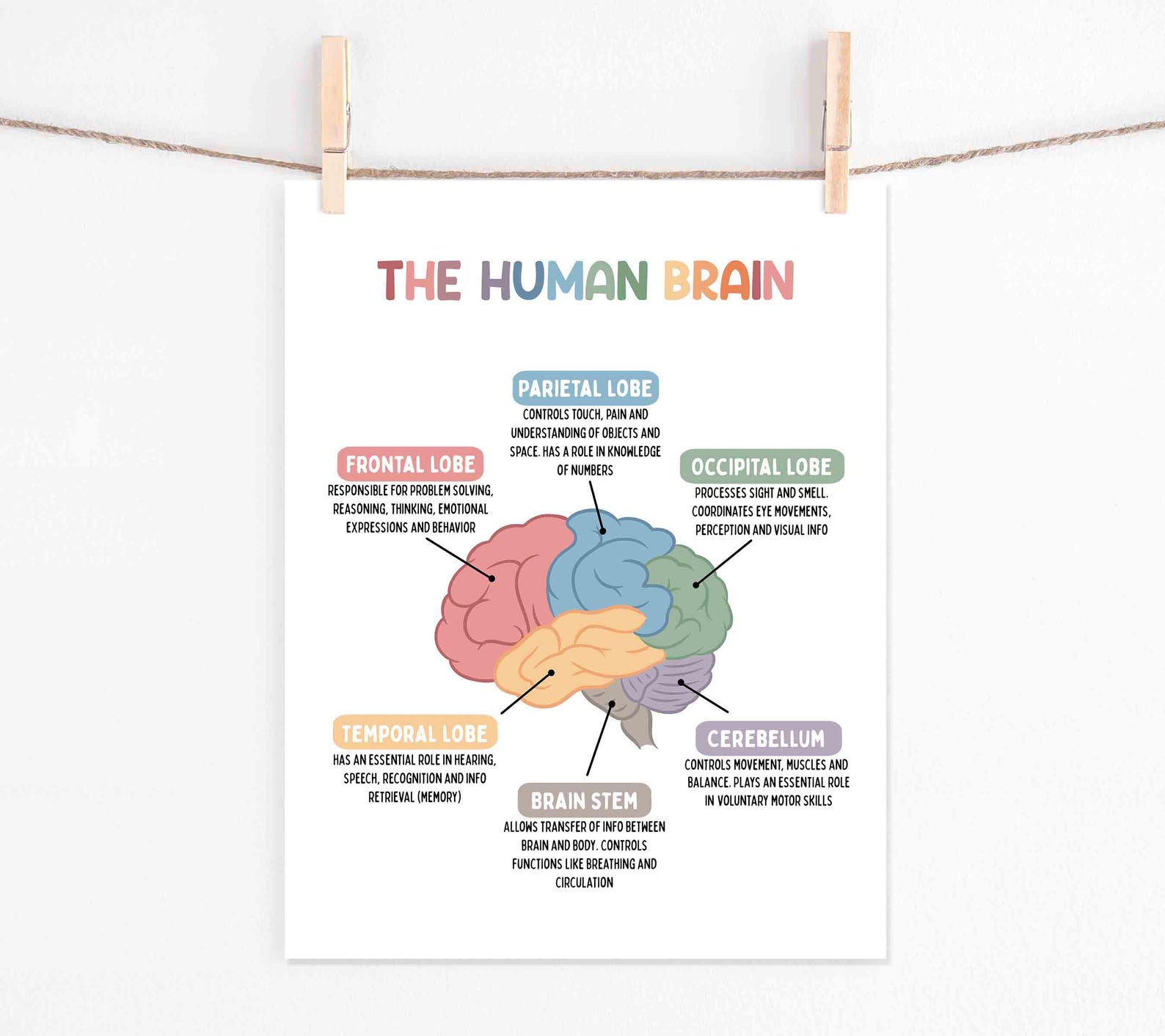 Human Brain Educational Poster for Kids (digital Download Printable ...