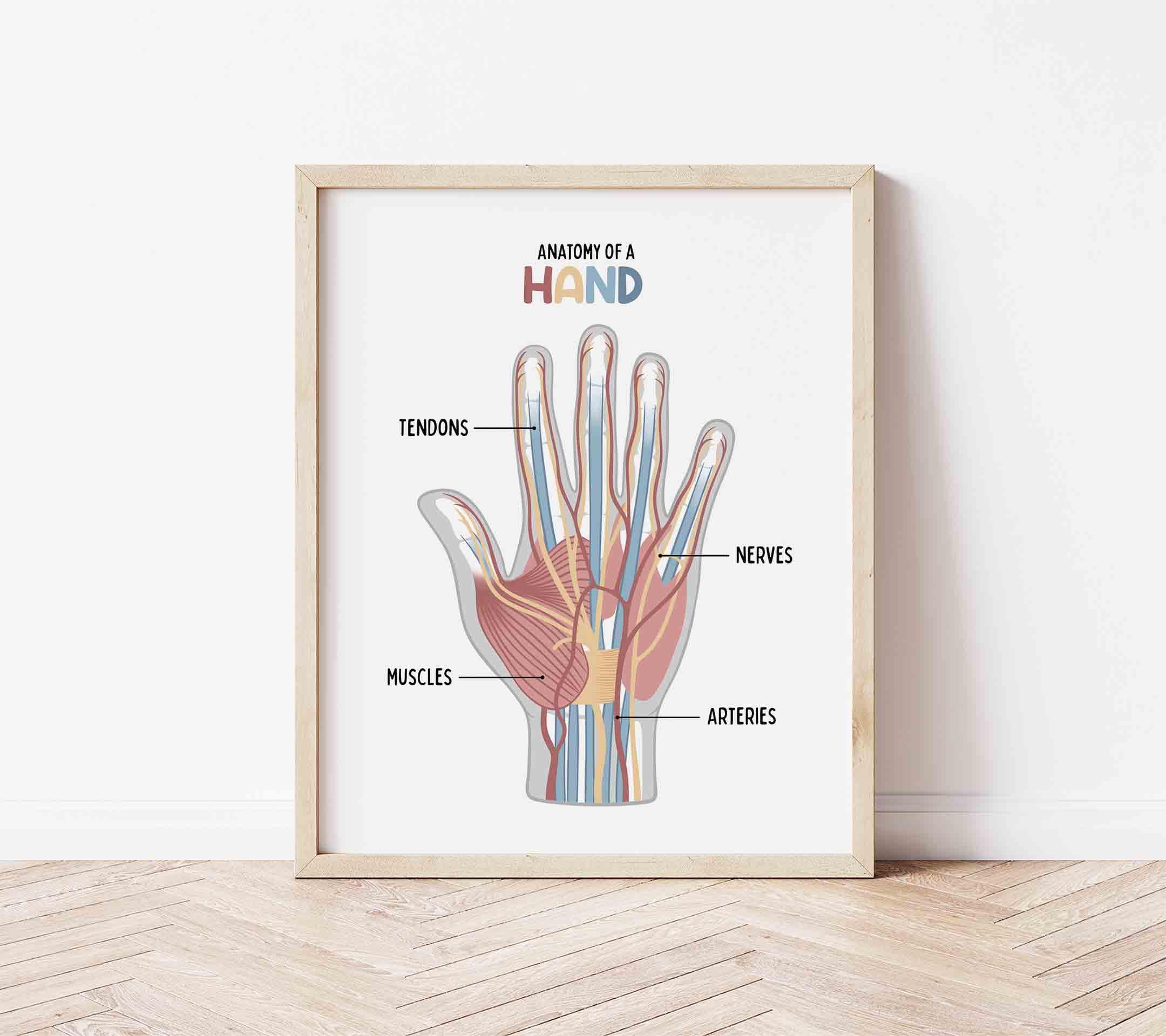 Anatomy of the Hand Printable Poster (digital Download) Hand Anatomy ...