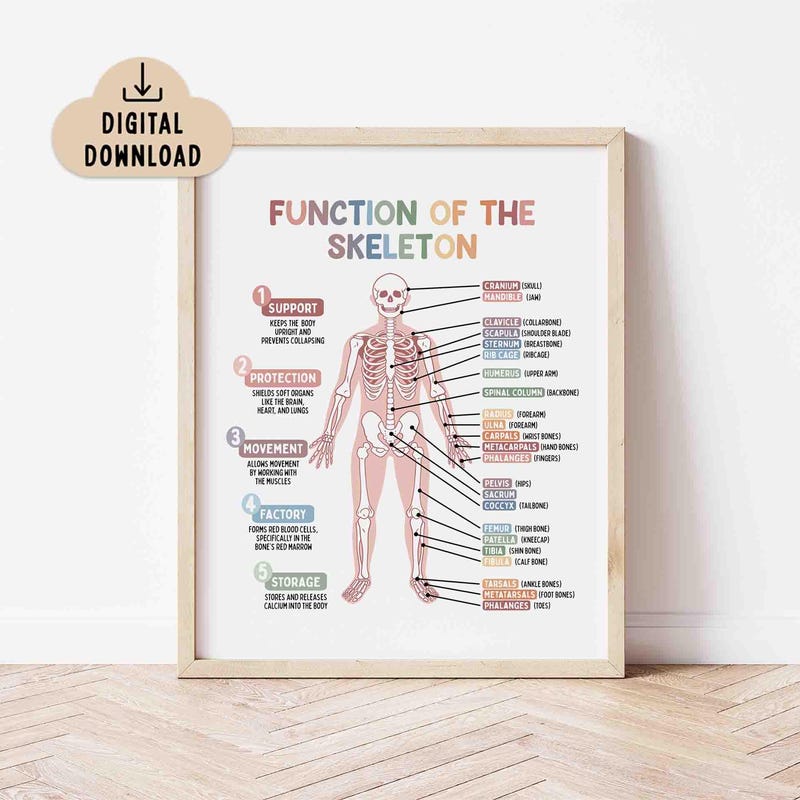 Human Skeleton Posters - Etsy