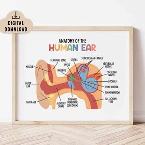 Anatomy of the Human Ear Poster Printable, BRIGHT Colors (digital ...