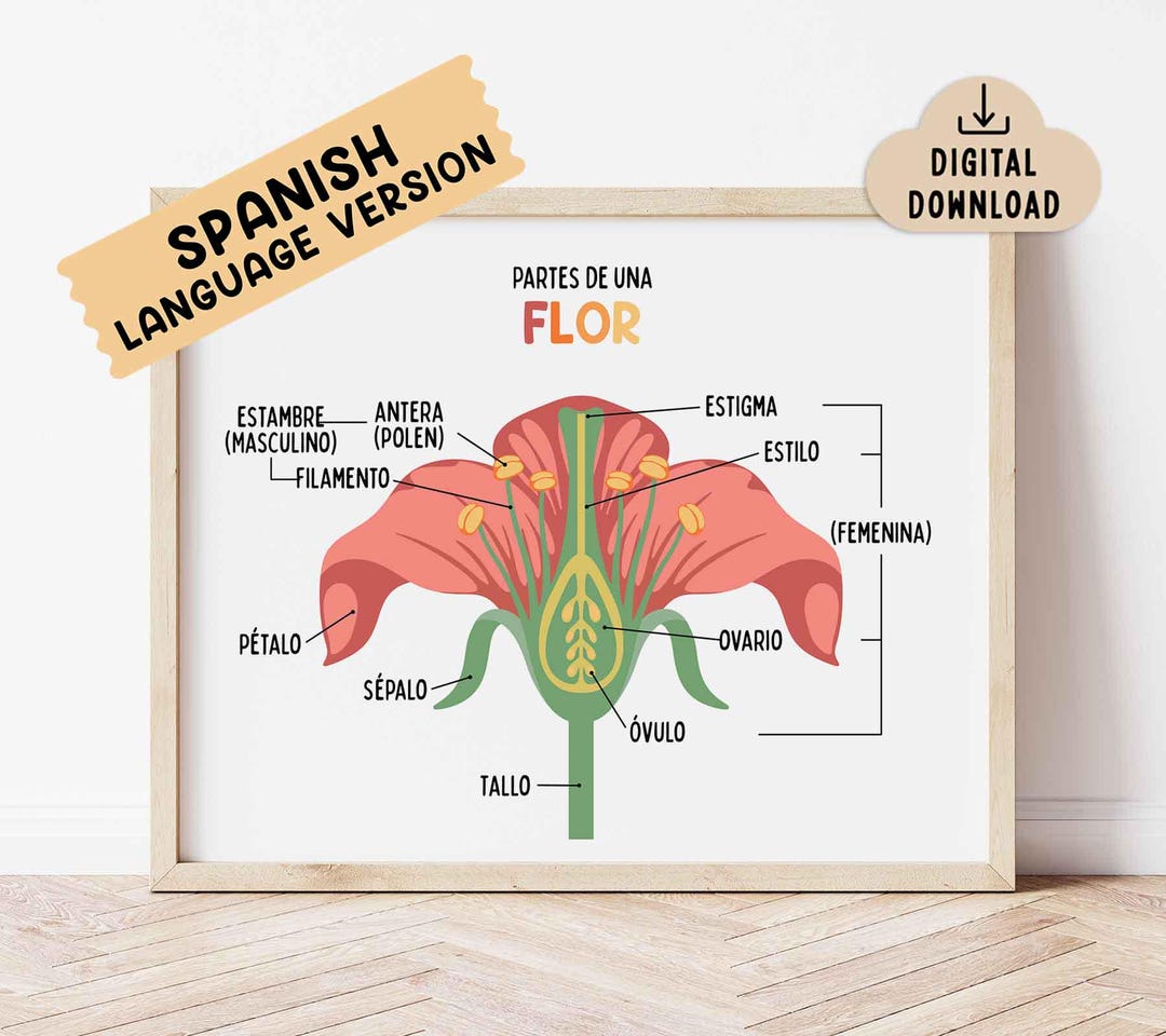 Partes De Una Flor Poster BRIGHT, Classroom, Botany Print, Educational ...