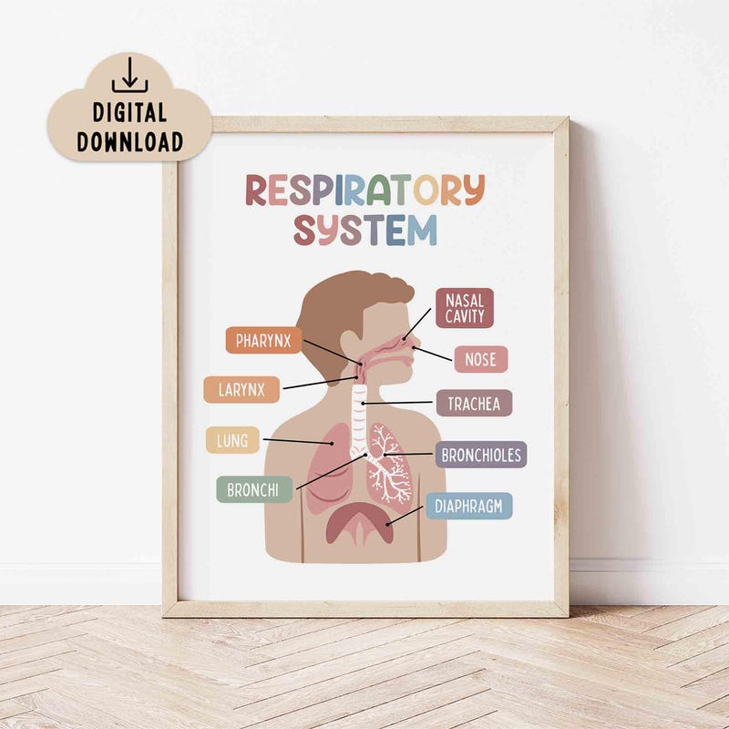 Respiratory System Poster - Etsy