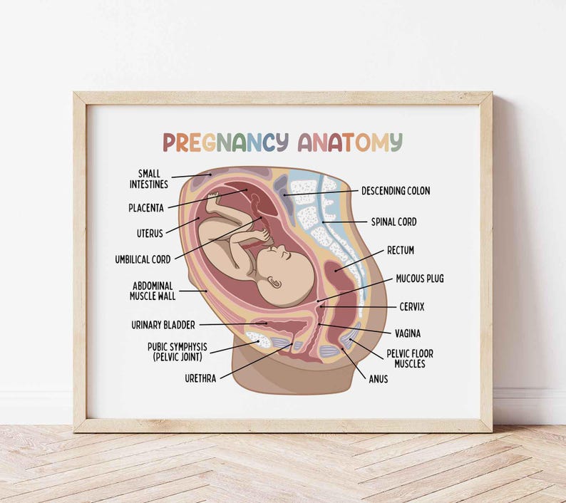 Pregnancy Anatomy Poster for Kids (digital Download), Medical Biology ...