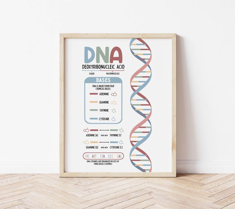 DNA Chart Poster | Homeschool Wall Art | Educational Wall Art ...