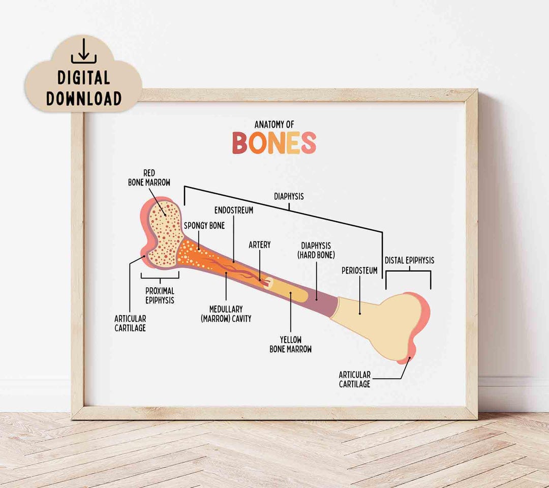Anatomy of the Bone Diagram Poster, BRIGHT Colors (digital Download ...