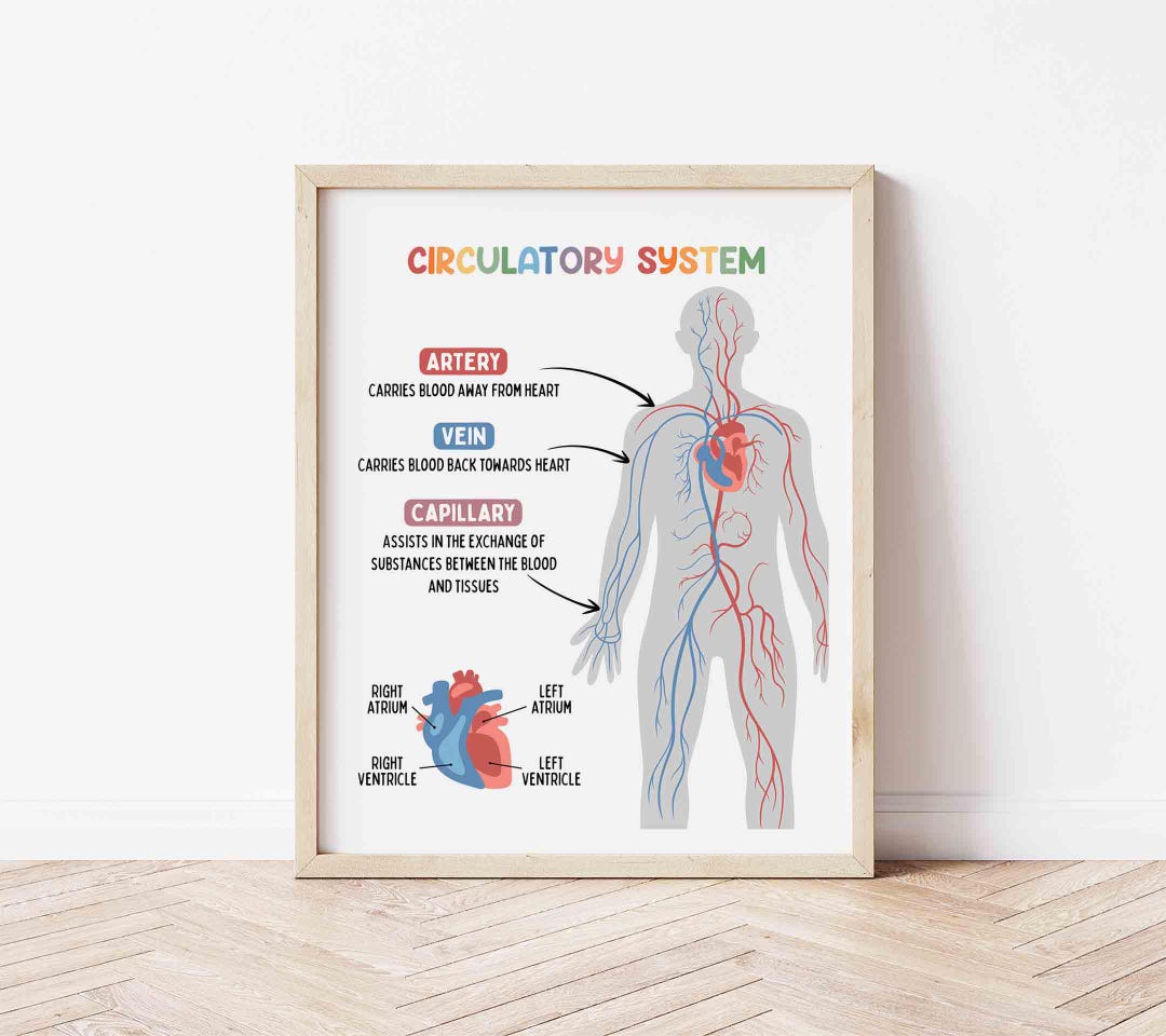 Circulatory System Printable Poster for Kids, BRIGHT Colors (digital ...