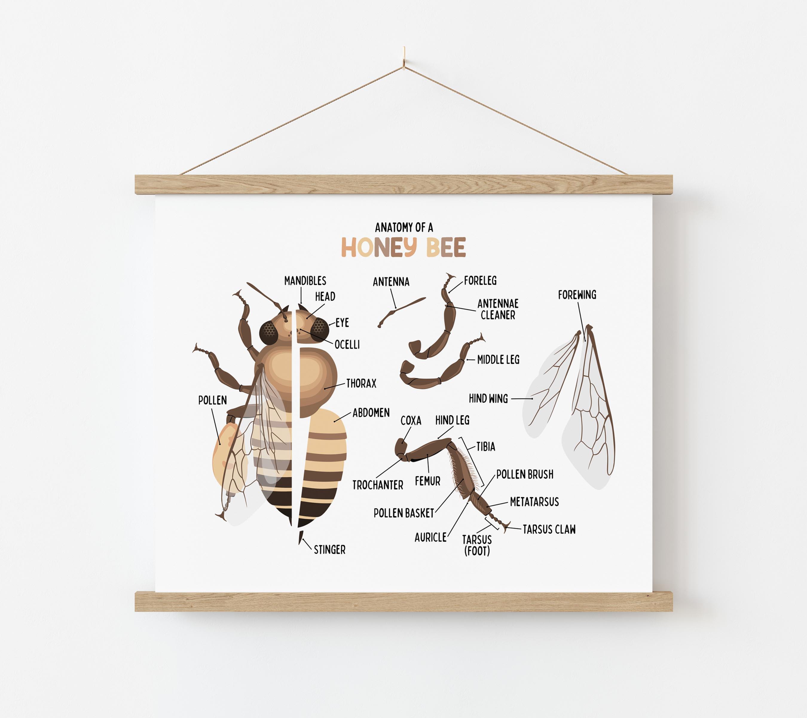 Honey Bee Anatomy for Kids | Classroom Printable | Biology Print ...