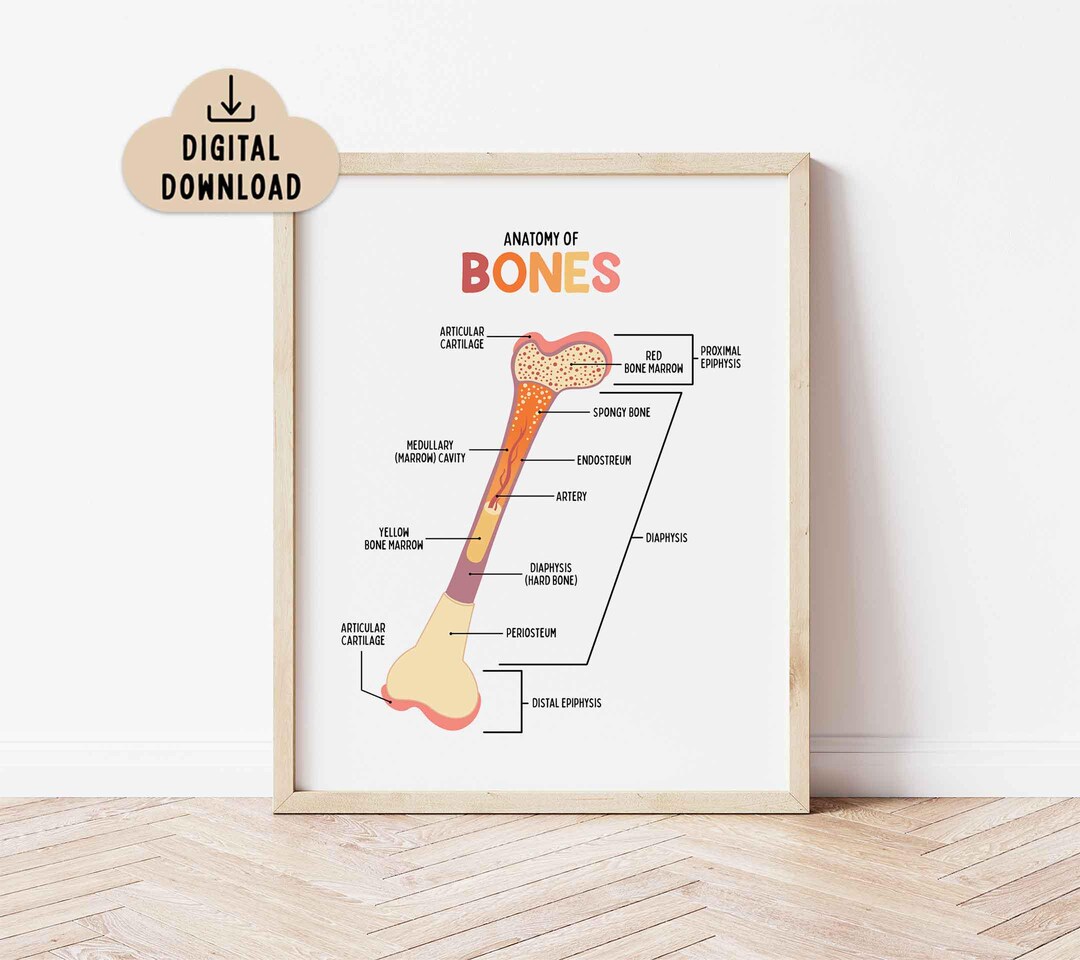 Anatomy of the Bone Poster for Kids, BRIGHT Colors (digital Download ...