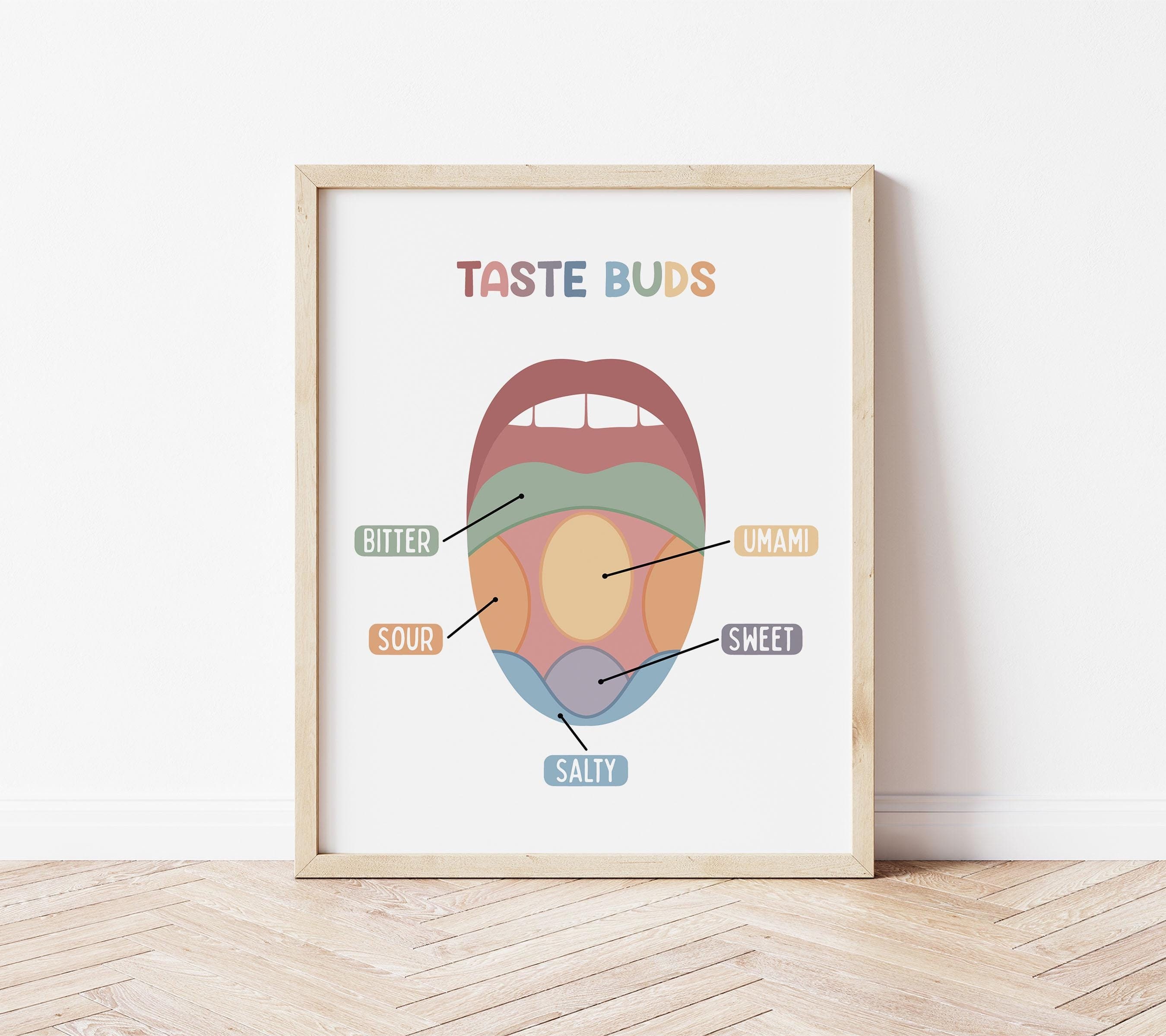 Taste Buds Educational Poster | Homeschool Wall Art | Umami | Science ...