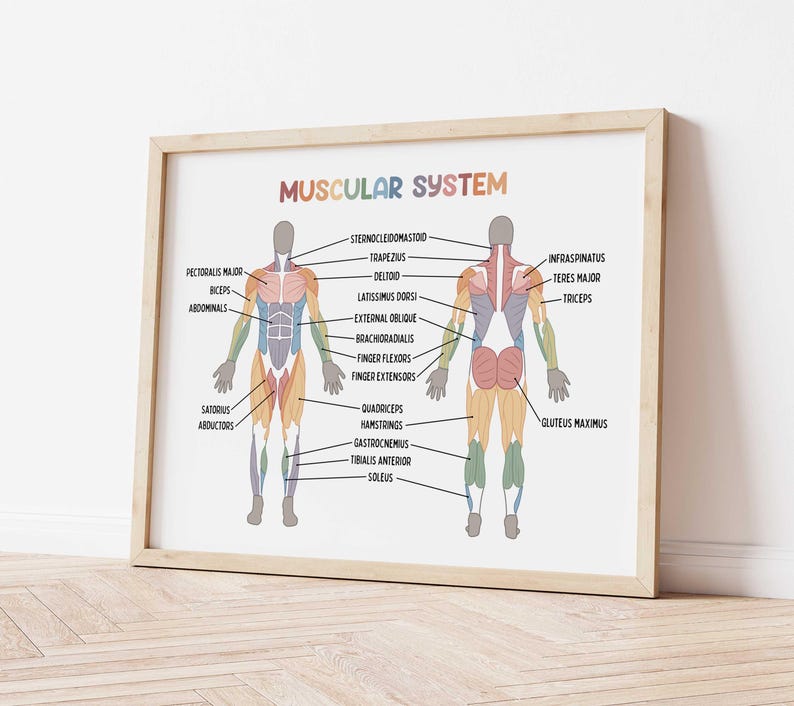 Muscular System Educational Poster | Homeschool Wall Art | Medical ...