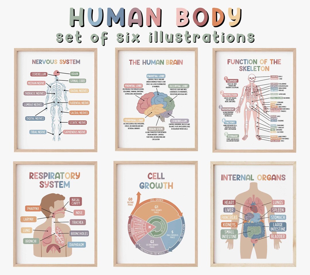 Human Body Set of 6 Educational Posters | Homeschool Wall Art | Medical ...