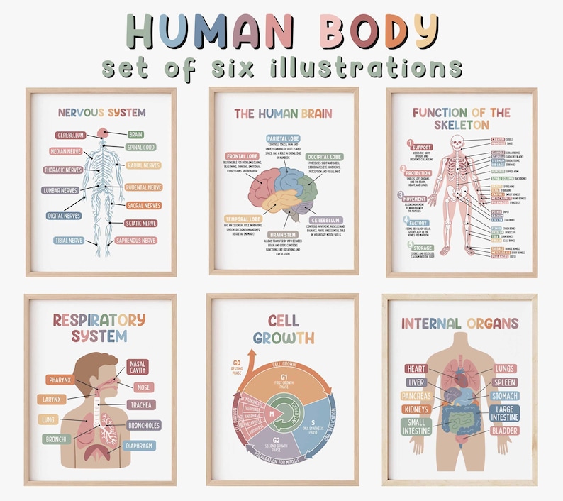 Human Body Set of 6 Educational Posters | Homeschool Wall Art | Medical ...