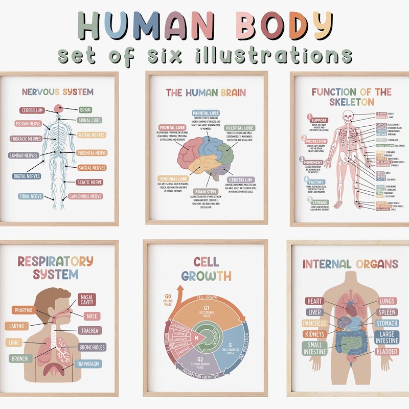 Human Anatomy Printable - Etsy