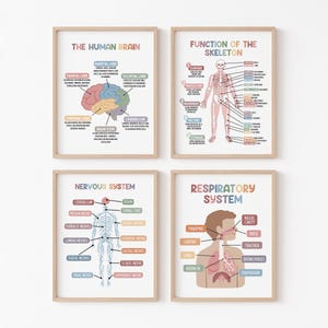 Human Body Set of 4 Educational Posters | Homeschool Wall Art | Medical ...