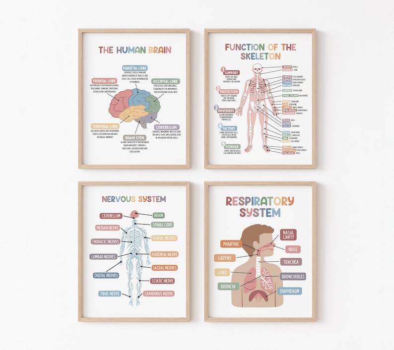Human Body Set of 4 Educational Posters | Homeschool Wall Art | Medical ...