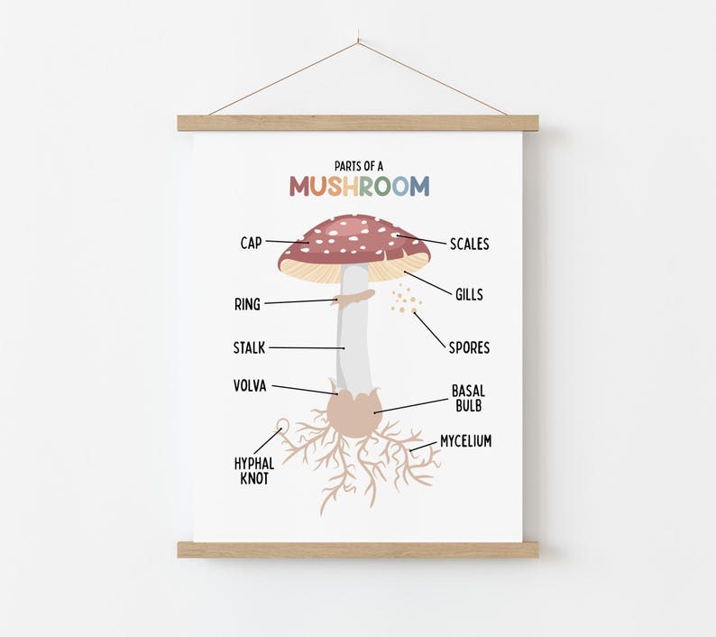 Parts of a Mushroom Poster for Kids | Classroom | Botany Print ...