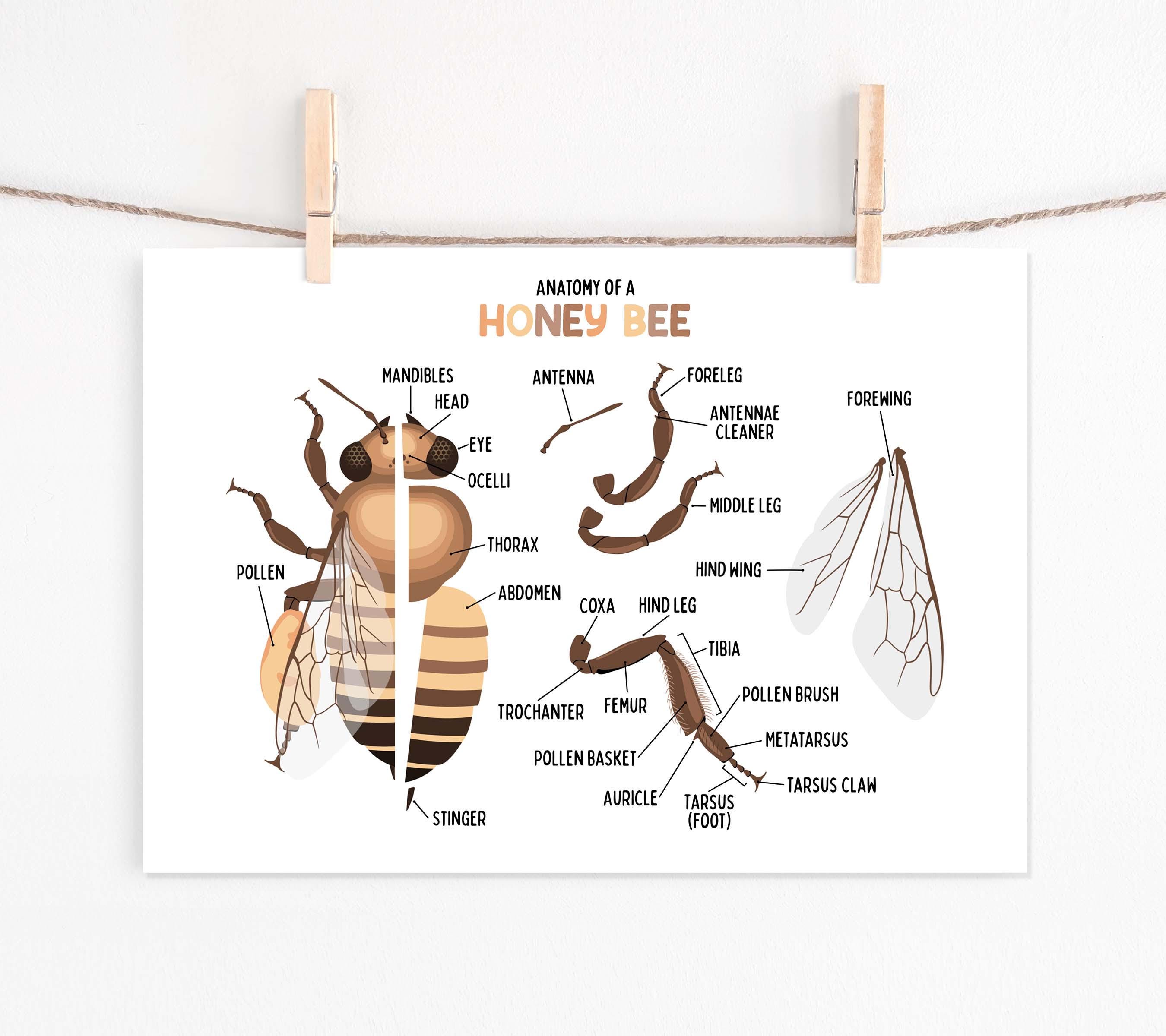 Honey Bee Anatomy for Kids | Classroom Printable | Biology Print ...