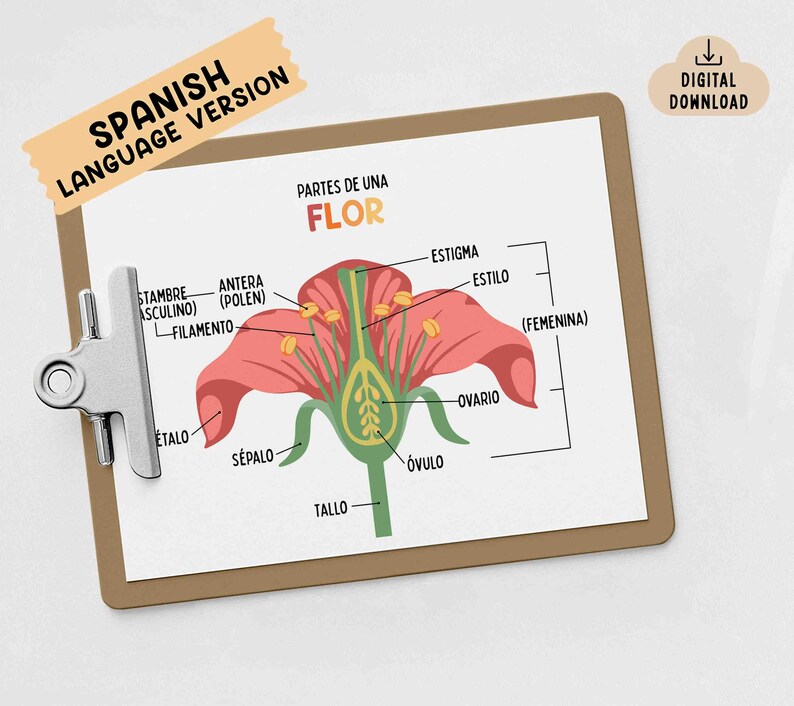 Partes De Una Flor Poster BRIGHT, Classroom, Botany Print, Educational ...
