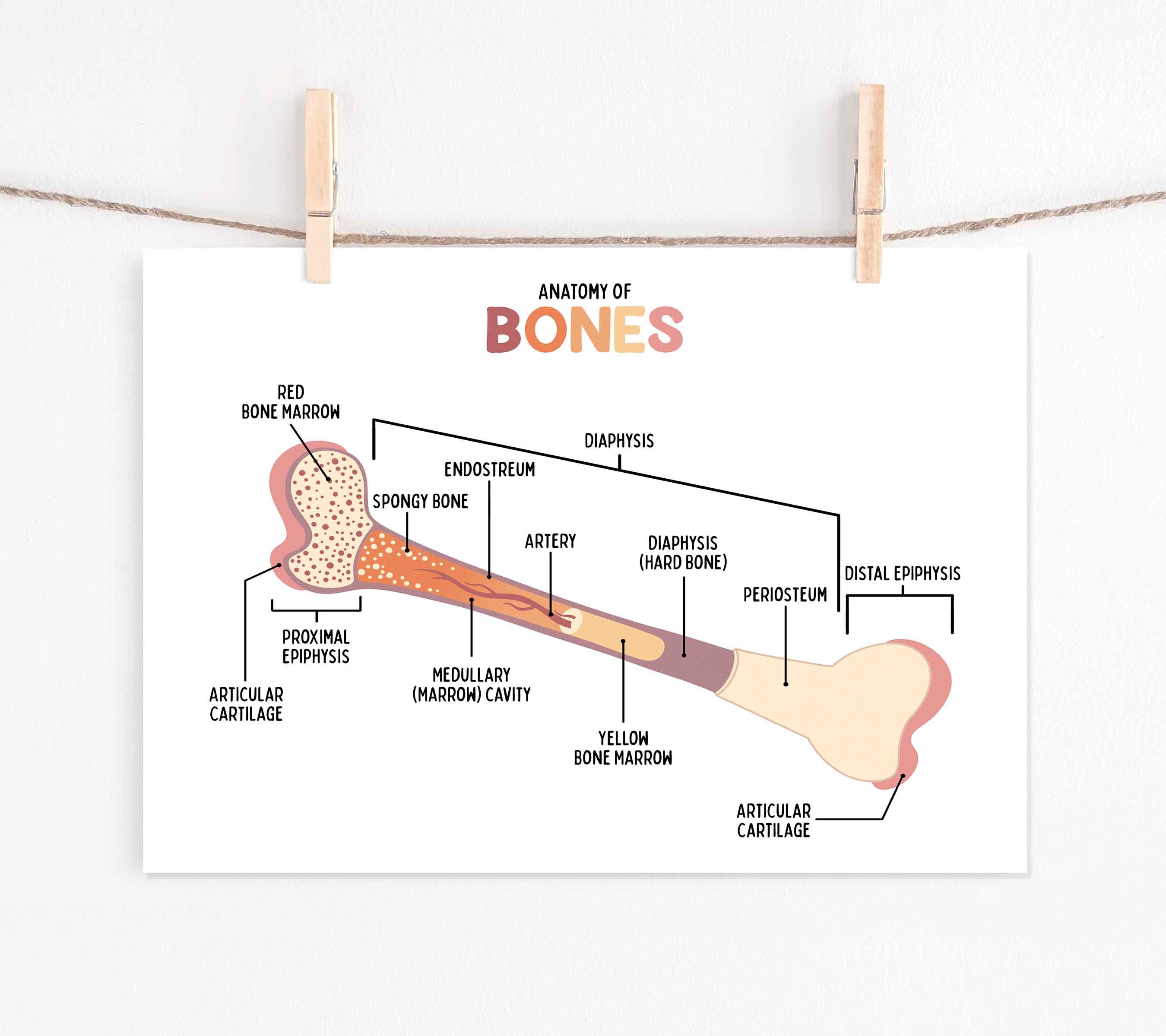 Anatomy of the Bone Poster for Kids | Classroom | Medical Print ...
