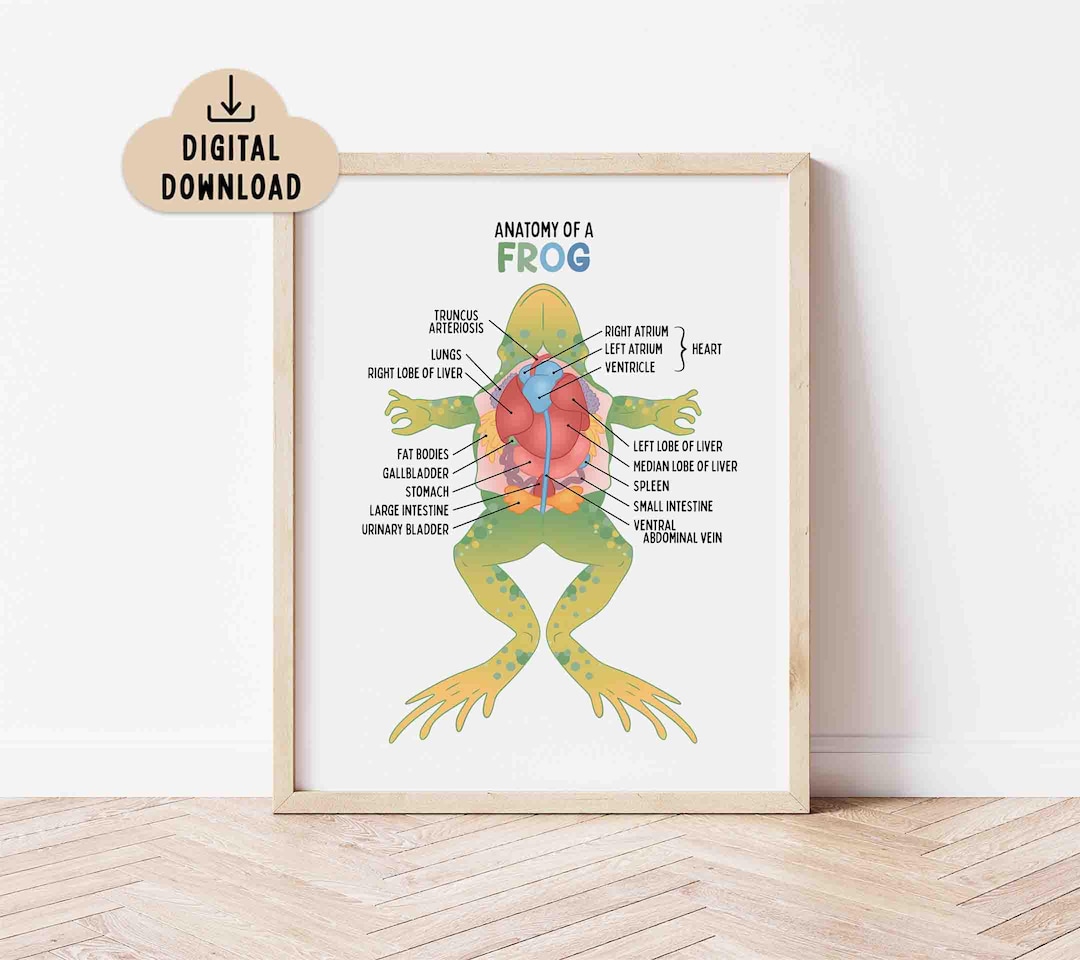 Anatomy of a Frog Print, Dissecting a Frog Illustration, BRIGHT Colors ...
