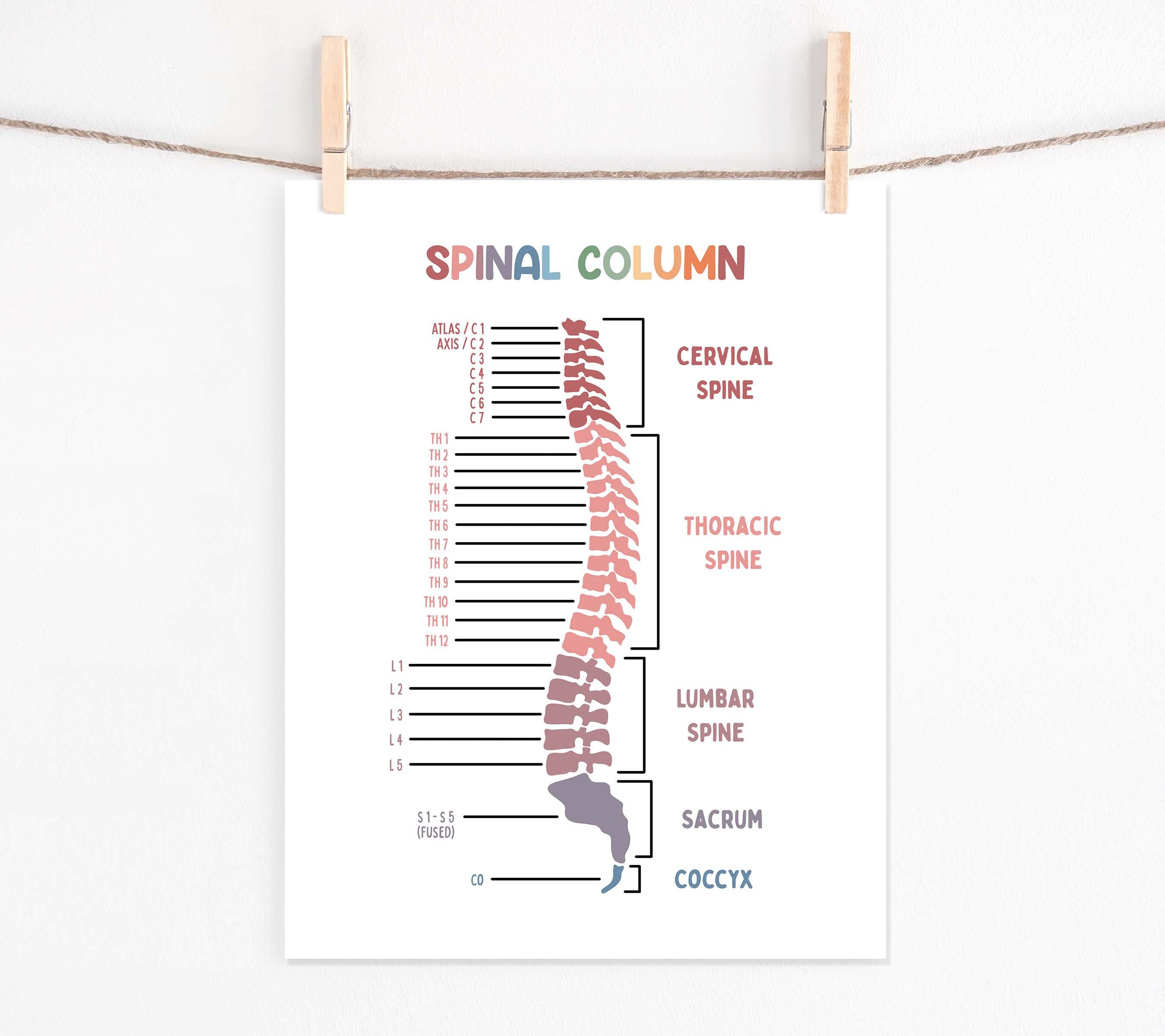 Spinal Column Educational Poster | Homeschool Wall Art | Medical Print ...