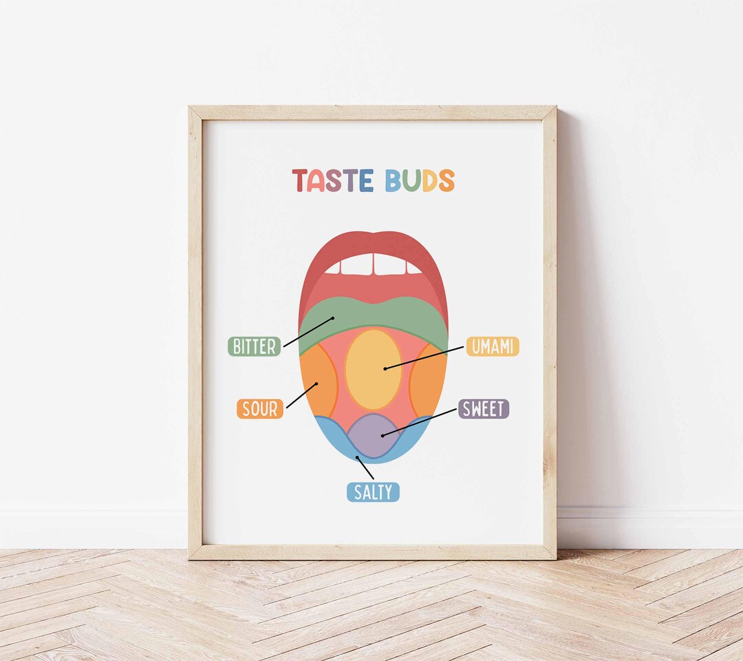 Taste Buds Educational Poster BRIGHT, Homeschool Wall Art, Umami ...