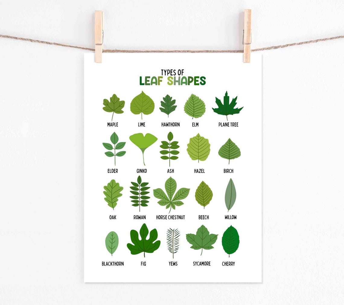 Types of Leaves for Kids | Classroom | Botany Print | Educational Wall ...