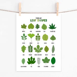 Types of Leaves for Kids | Classroom | Botany Print | Educational Wall ...