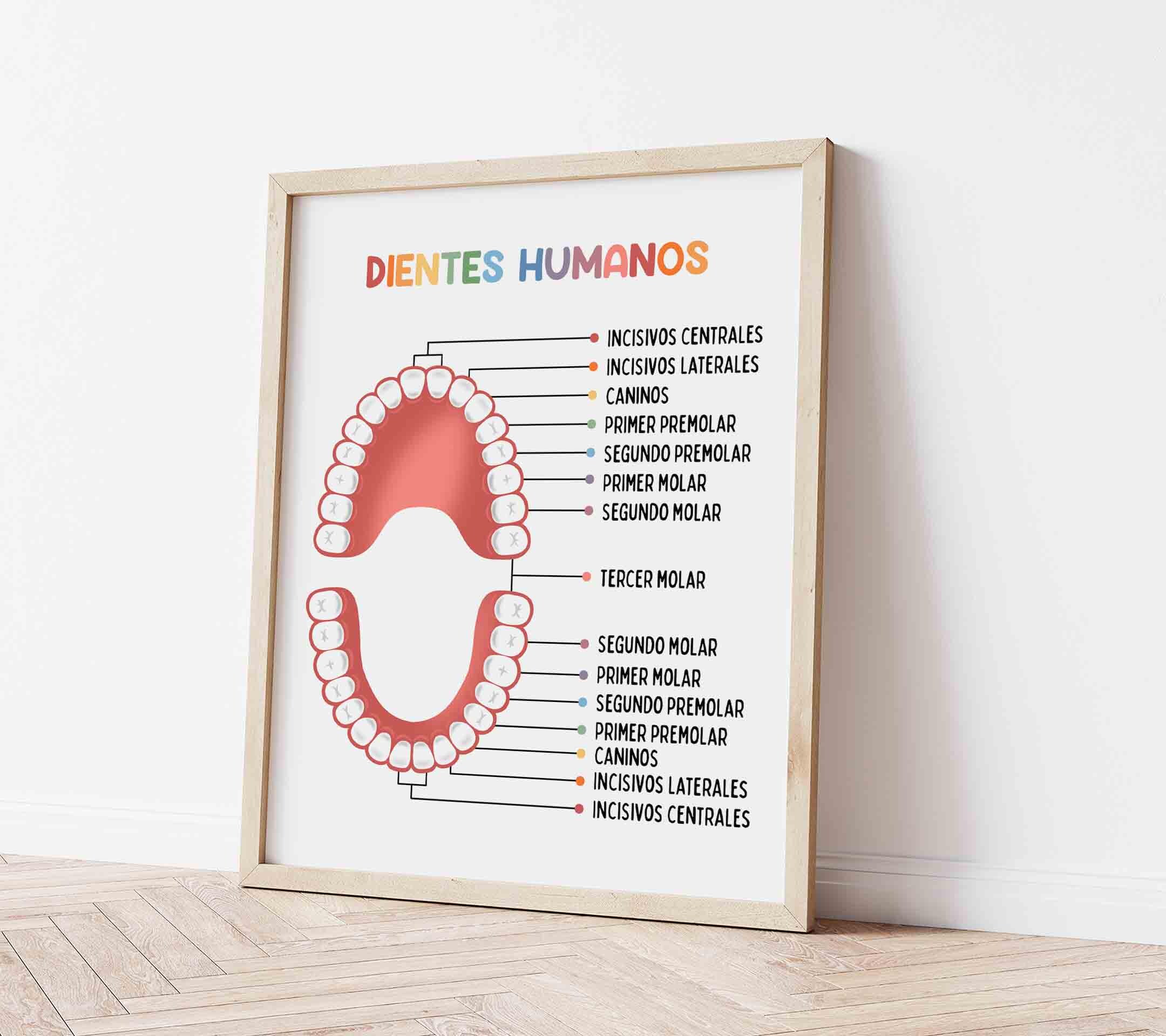 Human Teeth Printable Poster Spanish Language Version, BRIGHT (digital ...