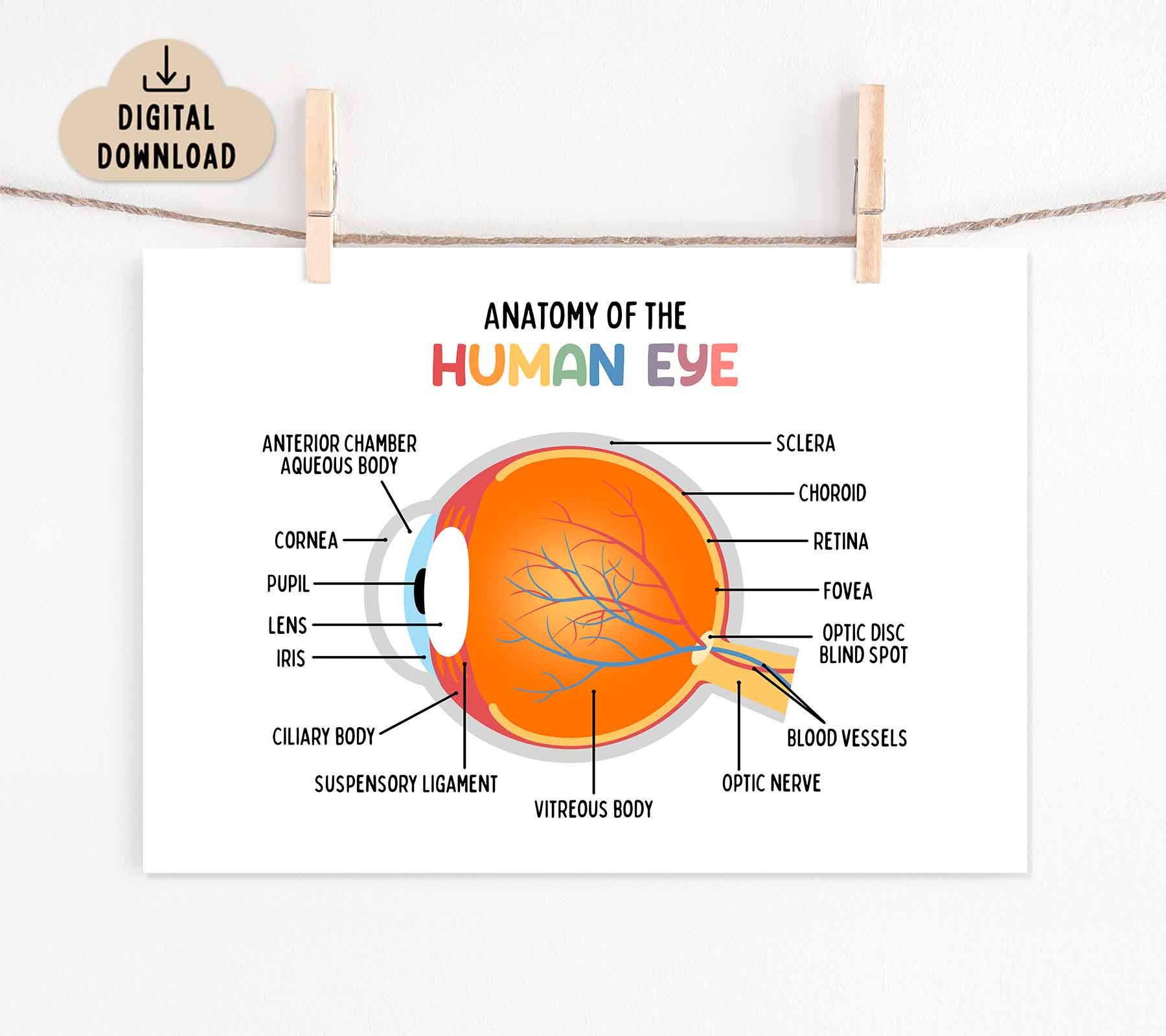 Anatomy of the Human Eye Poster for Kids, BRIGHT Colors (digital ...