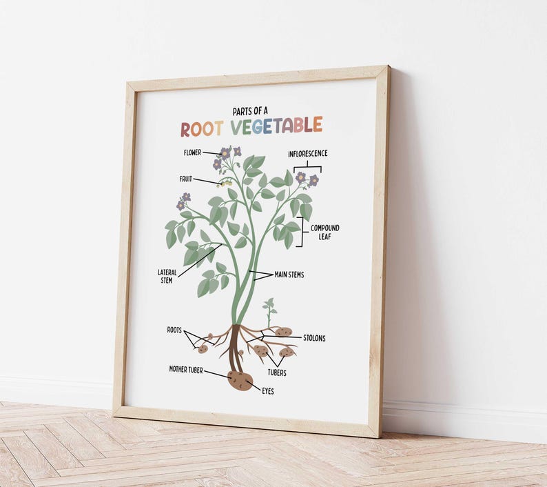 Parts of a Root Vegetable for Kids | Classroom Printable | Botany Print ...