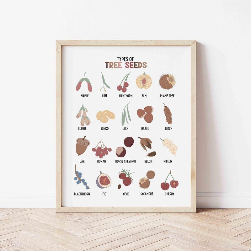 Tree Seeds - Etsy