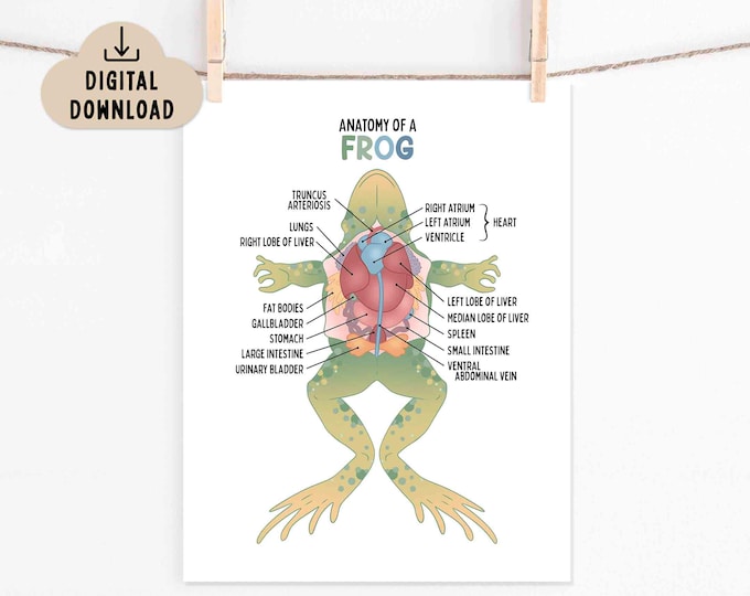 Frog Anatomy Poster - Educational Pond Printable - Etsy Canada