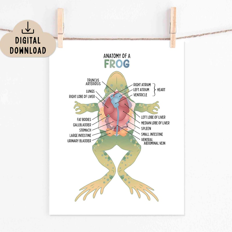 Frog Anatomy Printables - Etsy UK