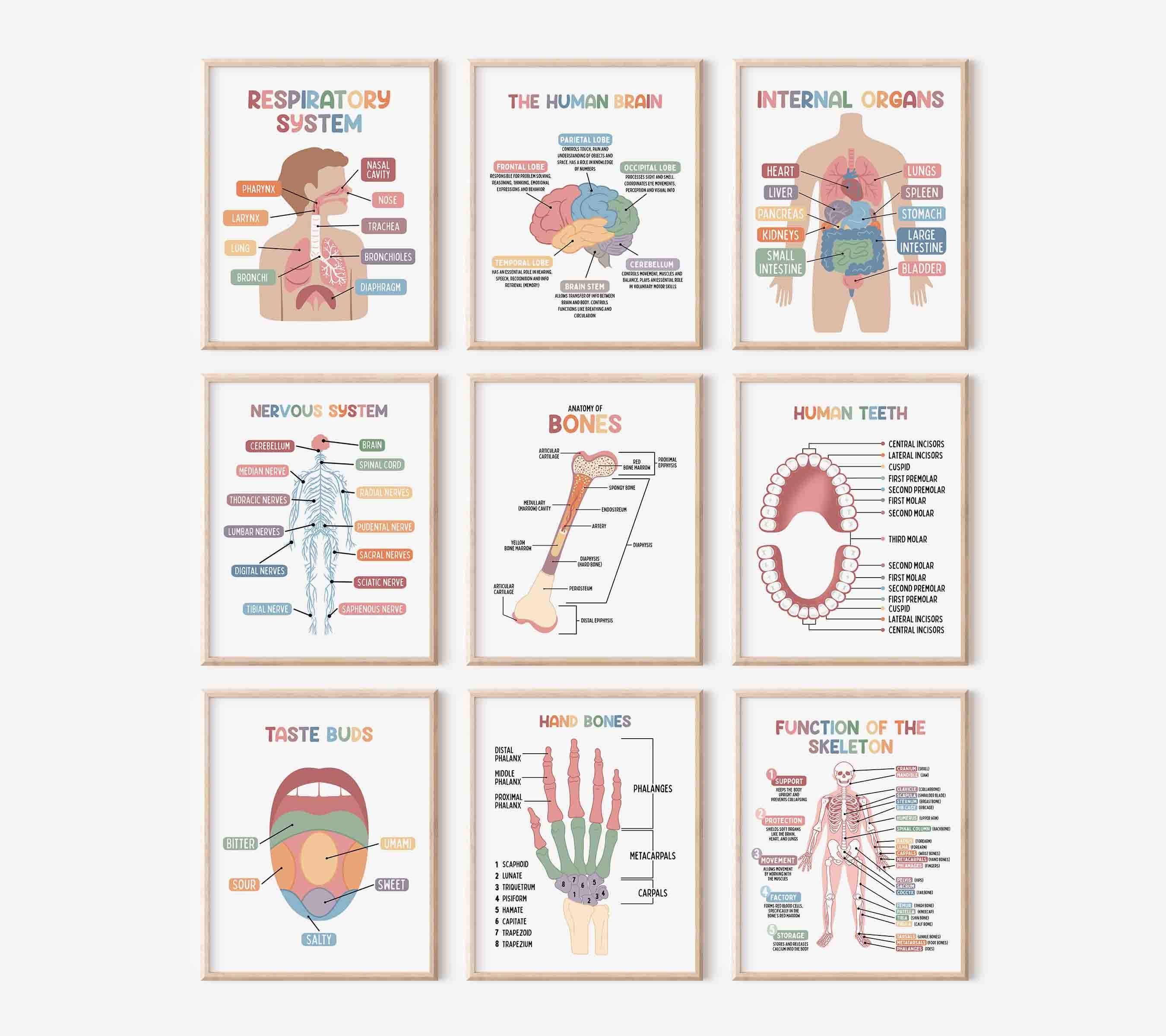 Human Body Set of 15 Educational Printable Posters (digital Download ...