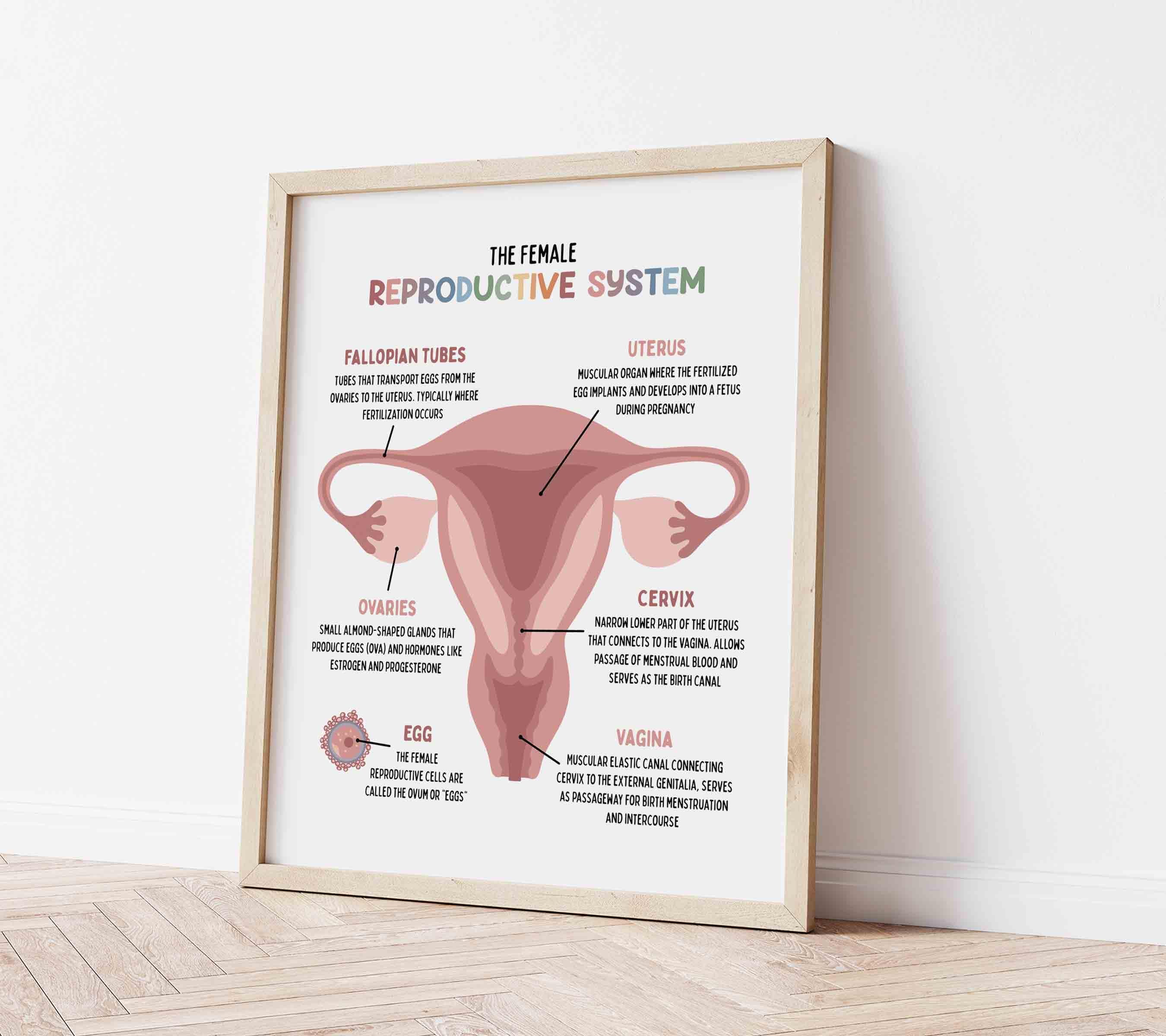 Female Reproductive System Poster Homeschool Wall Art Medical Print 4029