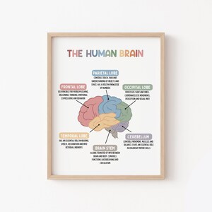 Human Brain Educational Poster | Homeschool Wall Art | Medical Print ...