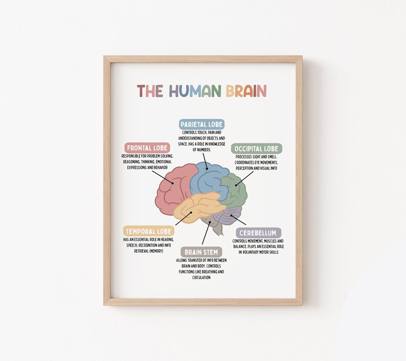 Human Brain Educational Poster | Homeschool Wall Art | Medical Print ...