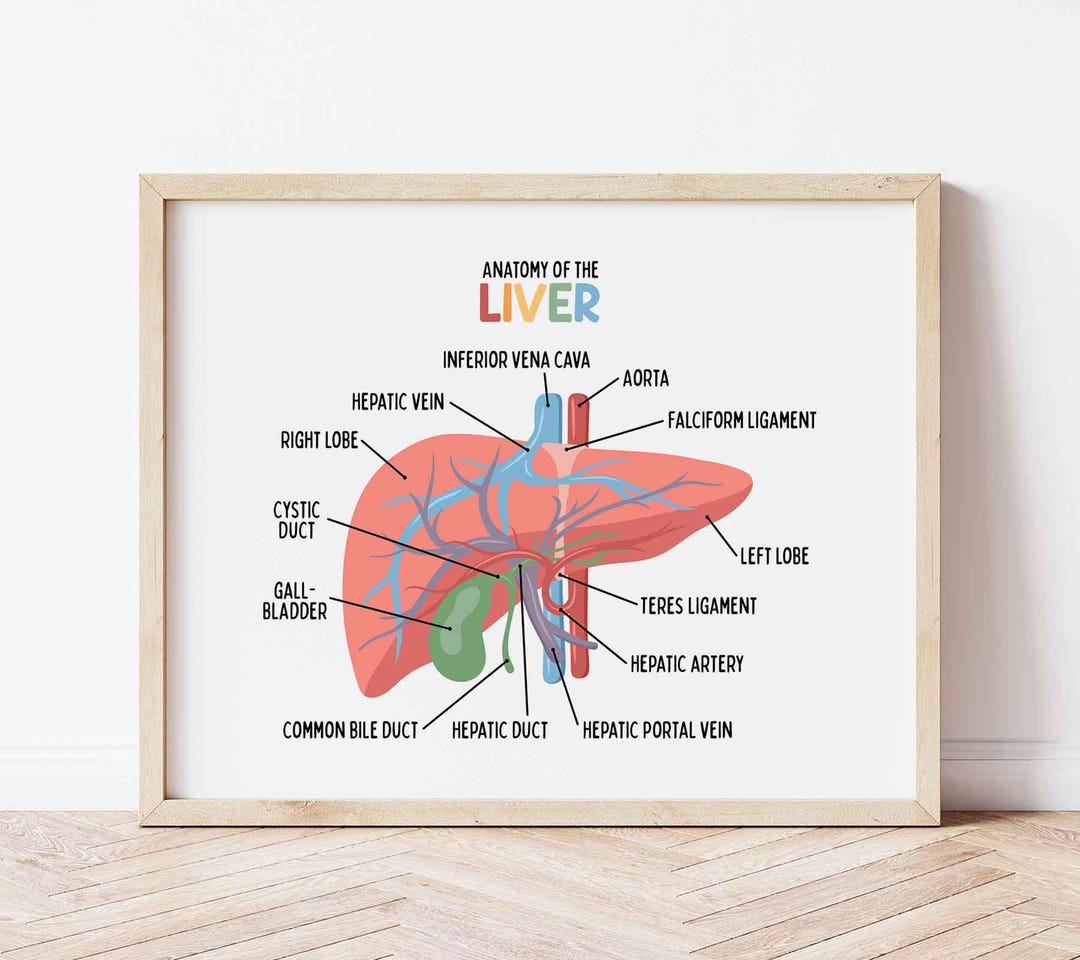 Kinder Anatomisch der Leber Poster, HELL (Digitaler Download) Edukation ...