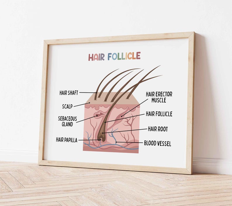 Hair Follicle Illustration Educational Poster | Homeschool Wall Art ...